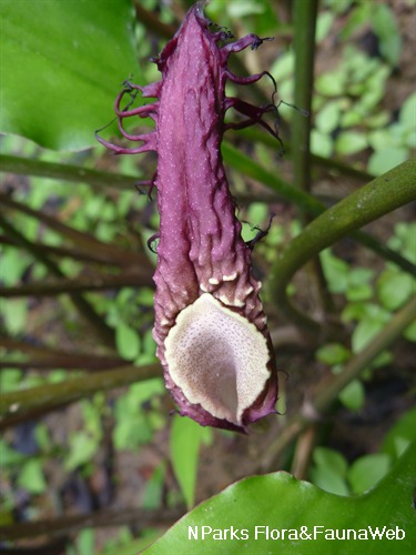 NParks | Cryptocoryne ciliata