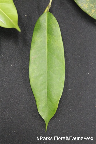 NParks | Ficus binnendijkii