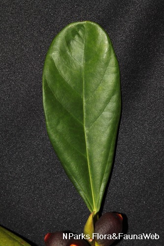 NParks | Ficus xylophylla