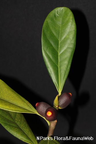 NParks | Ficus xylophylla