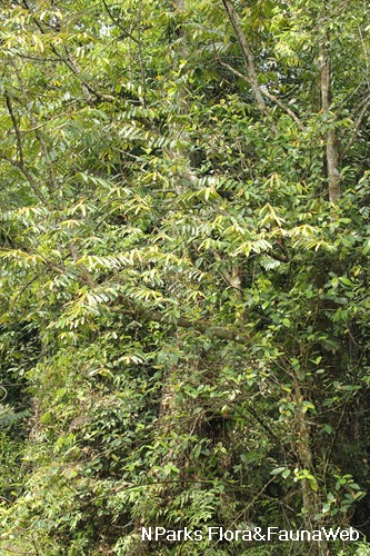 NParks | Pellacalyx axillaris