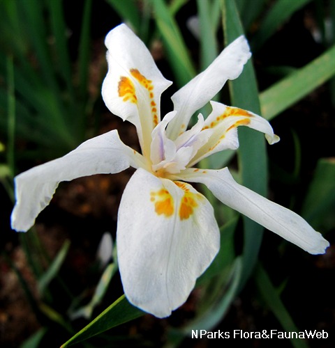 NParks | Dietes flavida 'Smokey'