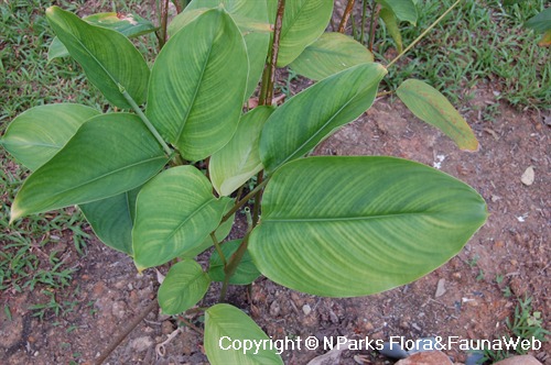NParks | Donax canniformis