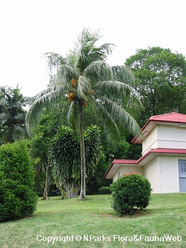 Cocos nucifera - National Parks Board