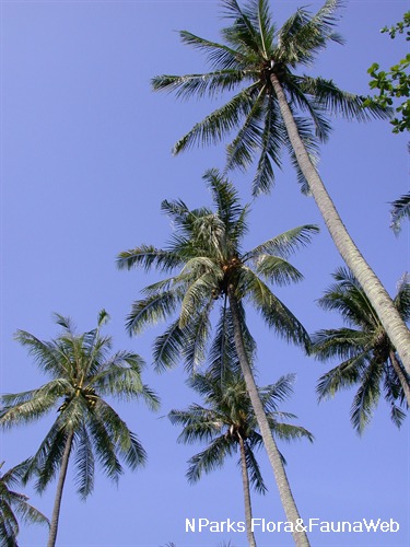 Cocos nucifera - National Parks Board