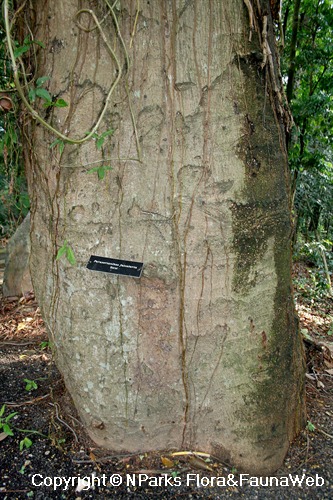 NParks | Falcataria falcata