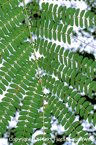 NParks | Falcataria falcata