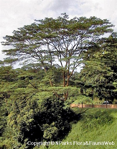 Falcata Tree