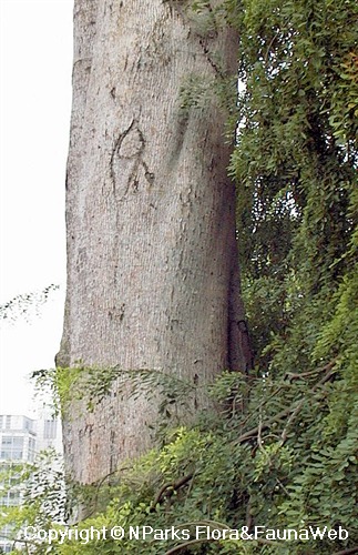 NParks | Falcataria falcata