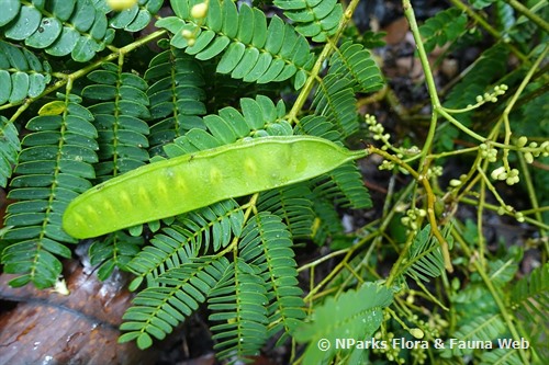 NParks | Falcataria falcata