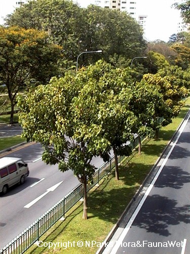 NParks | Erythrina variegata