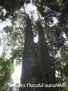 NParks | Litsea elliptica