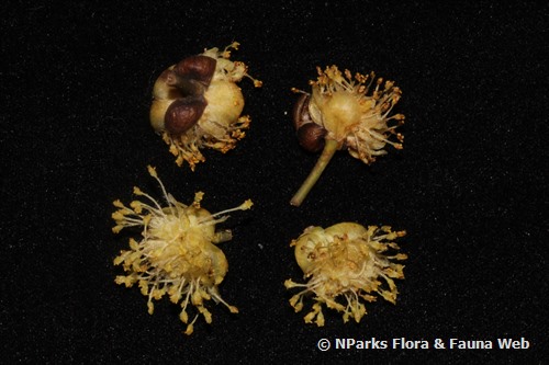 NParks | Litsea elliptica