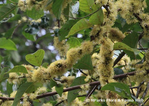 NParks | Litsea elliptica