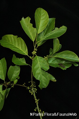 NParks | Litsea elliptica