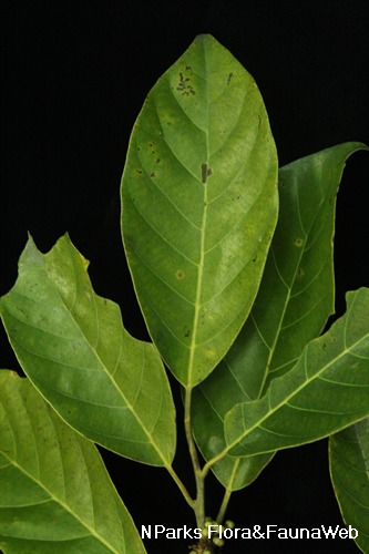 NParks | Litsea elliptica