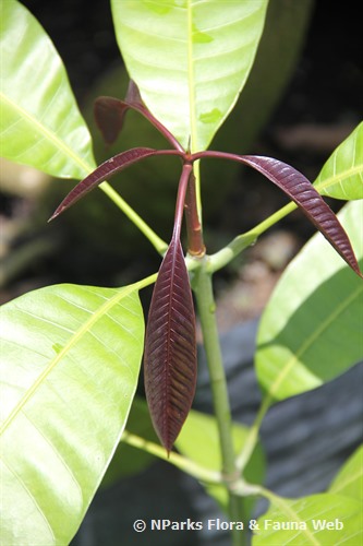 NParks | Mangifera × odorata
