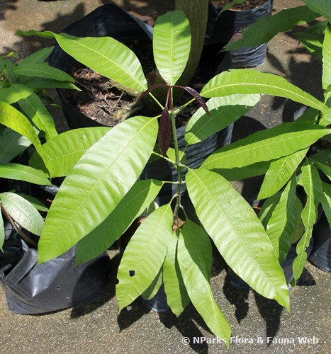 NParks | Mangifera × odorata