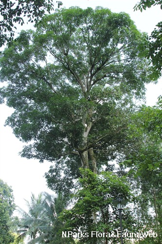 NParks | Mangifera × odorata