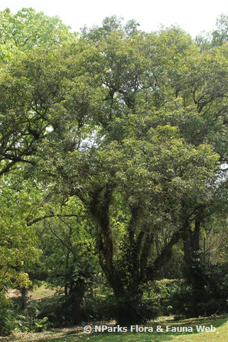 NParks | Vitex pinnata