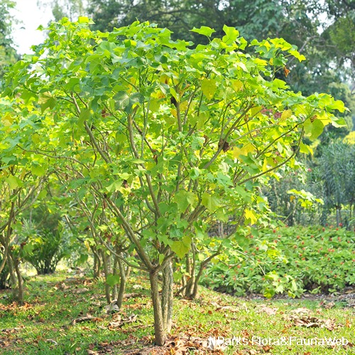 NParks | Jatropha curcas
