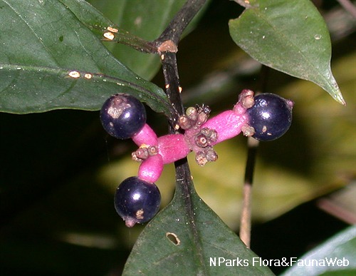 NParks | Chassalia curviflora
