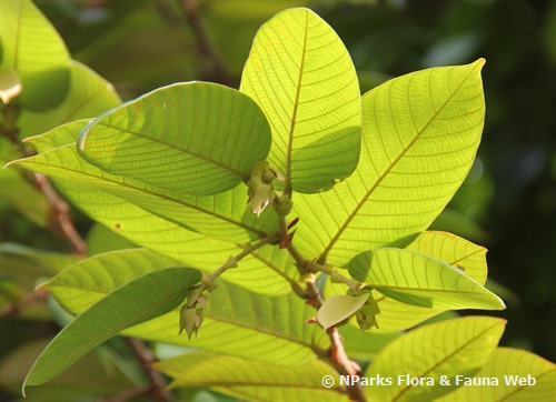 NParks | Shorea multiflora