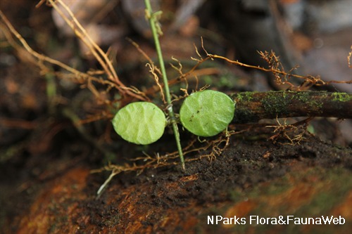 NParks | Dischidia hirsuta
