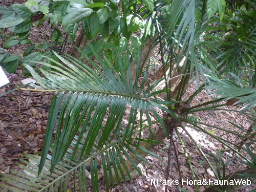 NParks | Cycas edentata