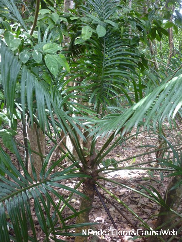 NParks | Cycas edentata