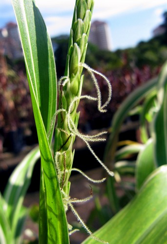 NParks | Setaria palmifolia 'Variegata'