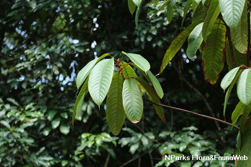 NParks | Sterculia megistophylla