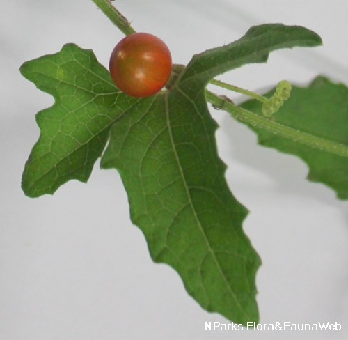 NParks | Mukia maderaspatana