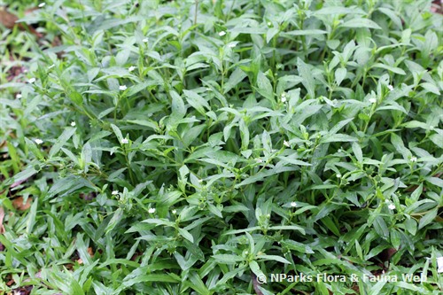 NParks | Eclipta prostrata