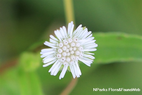 NParks | Eclipta prostrata