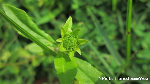 NParks | Eclipta prostrata