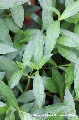 NParks | Eclipta prostrata