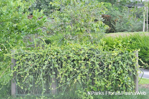 NParks | Cissus quadrangularis