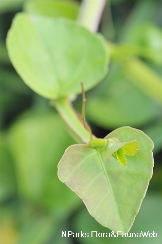 NParks | Cissus quadrangularis
