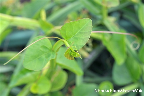 NParks | Cissus quadrangularis