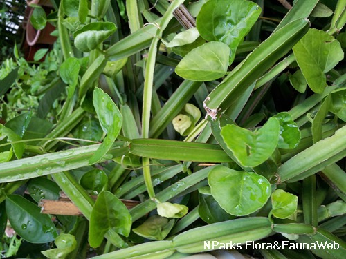 NParks | Cissus quadrangularis