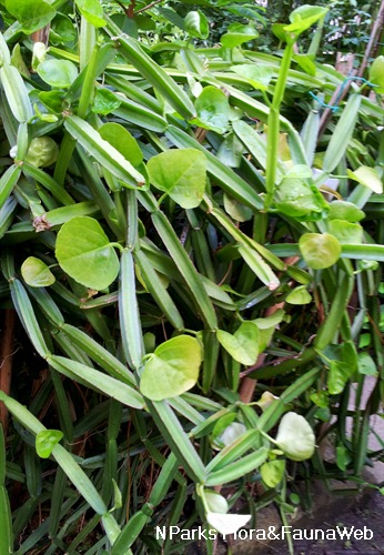 NParks | Cissus quadrangularis