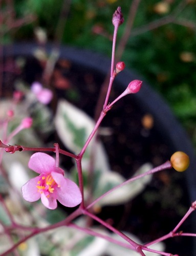NParks | Talinum paniculatum 'Variegata'