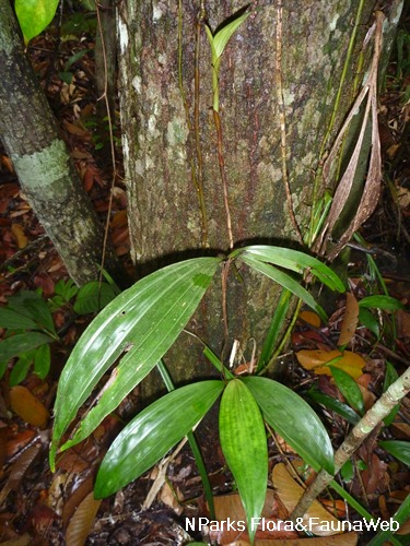 NParks | Claderia viridiflora