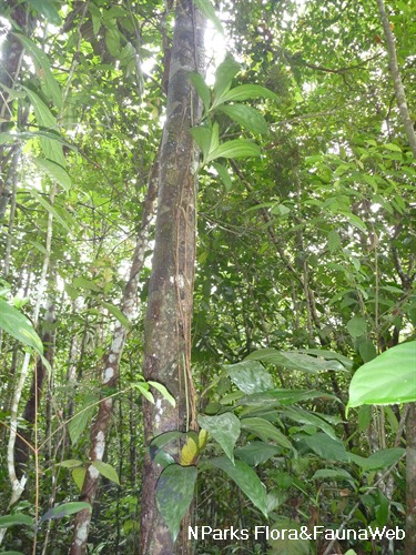 NParks | Claderia viridiflora