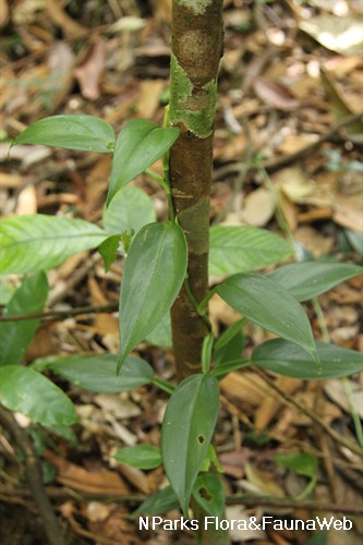 NParks | Scindapsus hederaceus