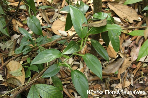 NParks | Scindapsus hederaceus