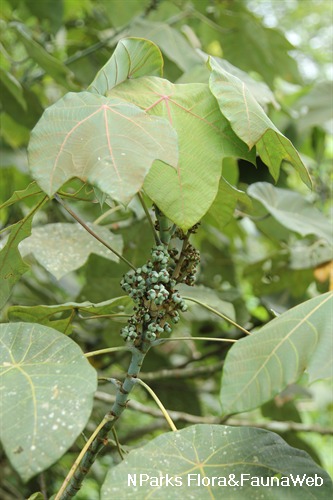 NParks | Macaranga griffithiana