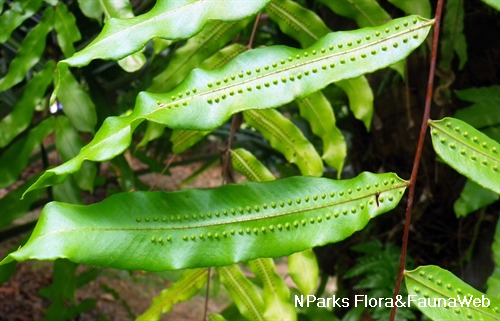 NParks | Goniophlebium percussum