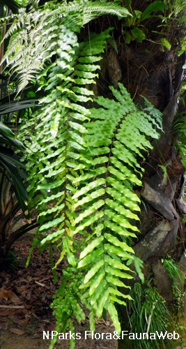 NParks | Goniophlebium percussum